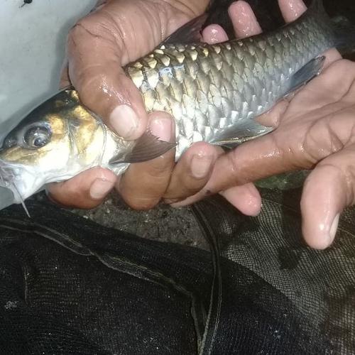 Jual ikan dewa .ikan gariang padang - Jakarta Barat - Ikan dewa Dzaky ...