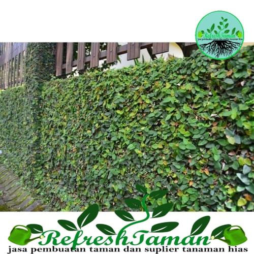 Jual 5 tanaman rambat hias tembok dolar daun kecil - Kab. Bogor ...