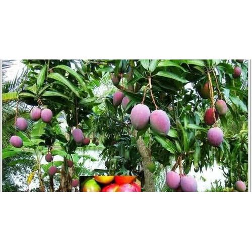 Jual Bibit Tanaman Buah Mangga Madu Anggur - Kota Bekasi - Bibit ...