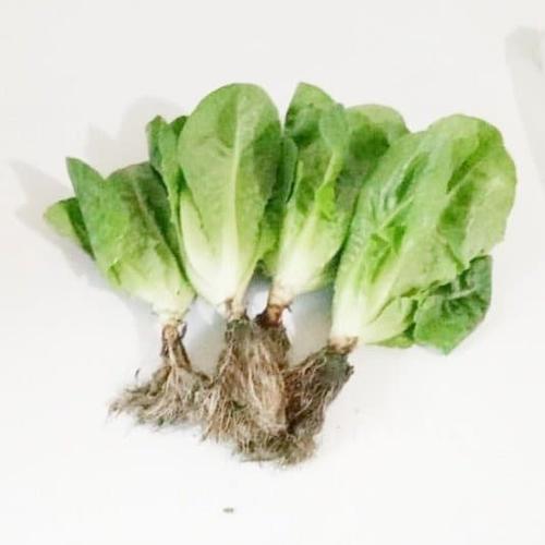Jual Sayur Selada Baby Romain Hidroponik - 1kg - Kota Surabaya ...