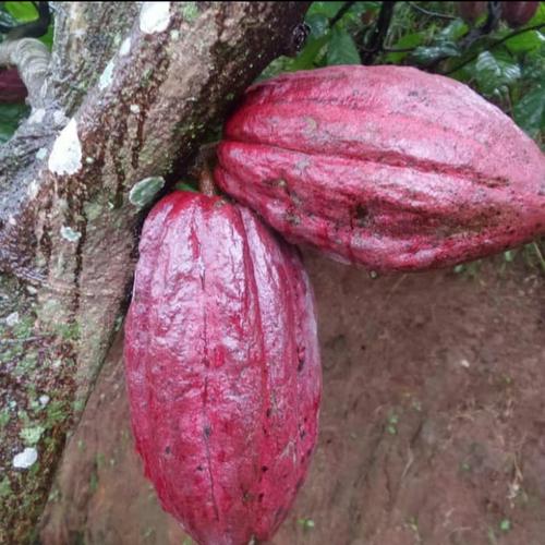 Jual Buah coklat - buah kakao fresh termurah - Kota Tangerang Selatan ...
