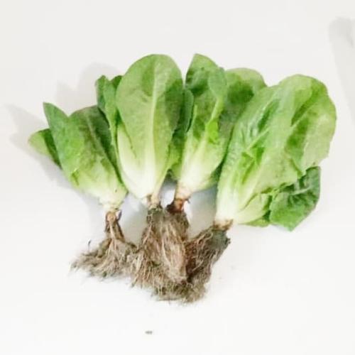 Jual Sayur selada baby romain - 500g - Kota Surabaya - bl3dhugozzi ...