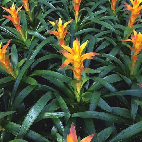 Jual Guzmania 'Jive' Bromeliad - Tanaman hias Indoor Bromelia / Taman ...