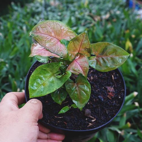 Jual Syngonium 'Maria Allusion' / Nephthytis - Tanaman hias singonium ...