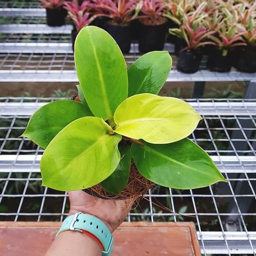 Jual Philodendron / Philo 'Moonlight' - Tanaman hias - Kab. Bogor ...