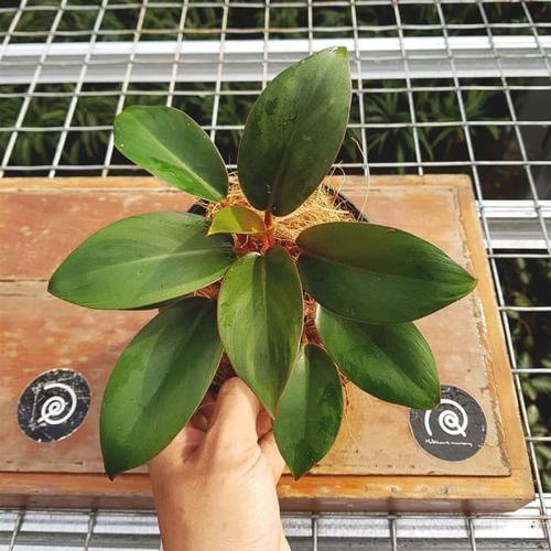 Jual Philo dwarf / Philodendron 'Red Congo Petite' - Tanaman hias ...