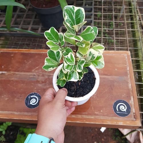 Jual Ficus Triangularis 'Variegata' - Tanaman hias varigata / Triangle ...
