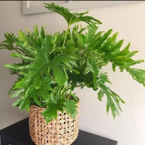 Jual Tanaman hias monstera philodenroom jari / tanaman indor - Kota ...