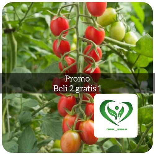 Jual bibit tanaman tomat cherry pohon tomat ceri - Kab. Bogor - puncak ...