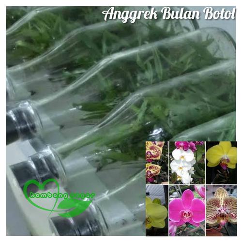 Jual bibit anggrek bulan botol kultur jaringan - Kota Batu - Green ...