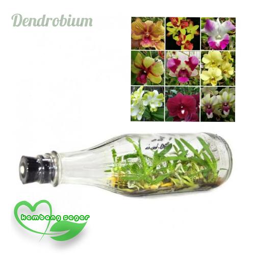 Jual bibit anggrek dendrobium botol kultur jaringan - Kota Batu - Green ...