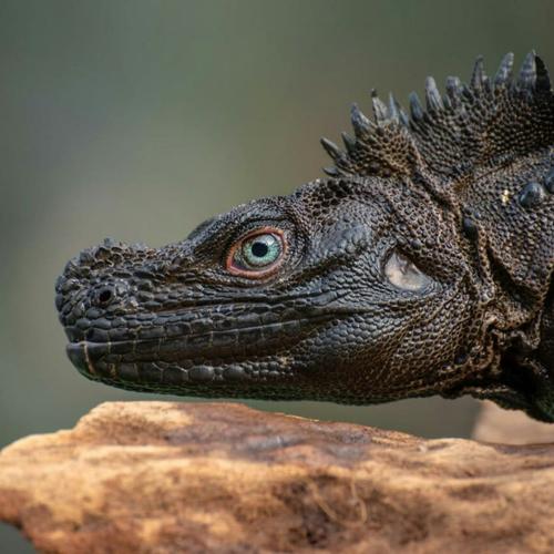 Jual soa Layar Bantaeng/Sailfin Dragon /Hydrosaurus celebensis ...