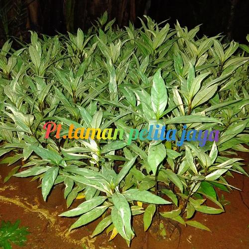 Jual Tanaman hias gandarusa-tanaman menjuntai-tanaman cantik - Kab ...