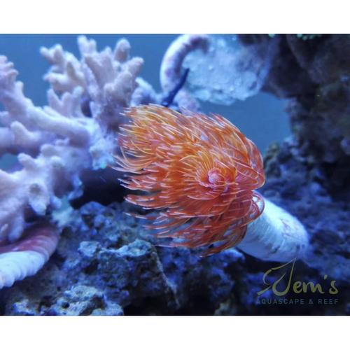 Jual Cacing Pipa Merah / Cacing Kelapa Merah (Red Fan Worm) - Jakarta ...