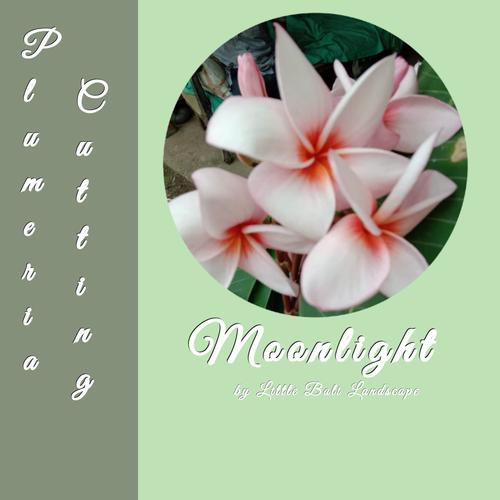 Jual Bibit Stek Pohon Kamboja Bali Bunga Moonlight - Jakarta Barat ...