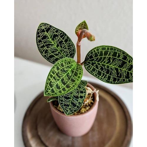 Jual BIBIT TANAMAN HIAS JEWEL ORCHID GREEN ATAU ANGGREK PERMATA HIJAU ...