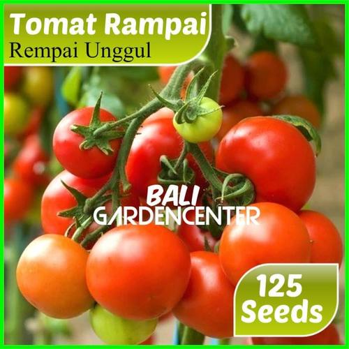 Jual Benih Biji Tomat Rampai - Rempai Unggul - Kab. Badung - Bali ...