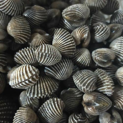Jual Kerang dara kecil hidup khusus buat asinan 500 gram - Kota ...
