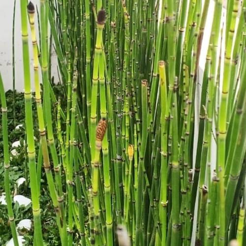 Jual tanaman bambu air/tanaman hias bambu air - Kab. Bogor - safana ...