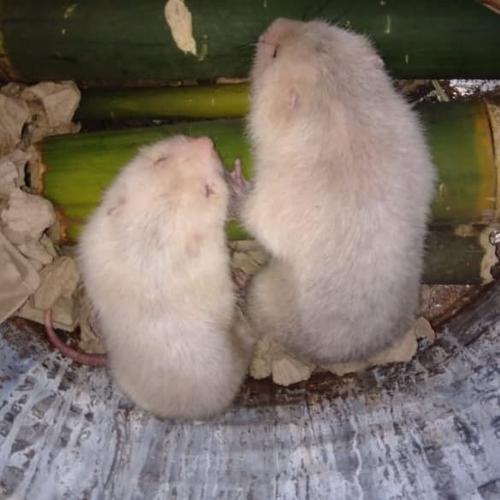 Jual Tikus Bambu a.k.a Bamboo Rat - Kota Medan - Haris Eksotis320 ...
