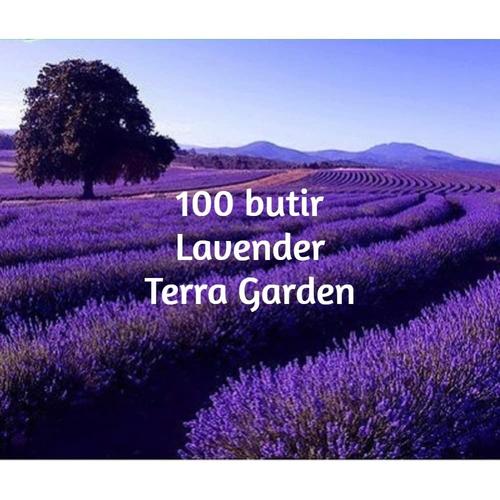 Jual Bibit Benih Biji Bunga Lavender Lavendel Lavendula seeds - Jakarta ...