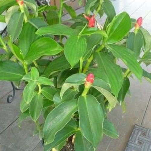 Jual Tanaman hias pacing pentul Costus spicatus - Kab. Bogor - Dunia ...