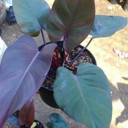 Jual PROMO tanaman phillodendron black cardinal - Kab. Bogor ...