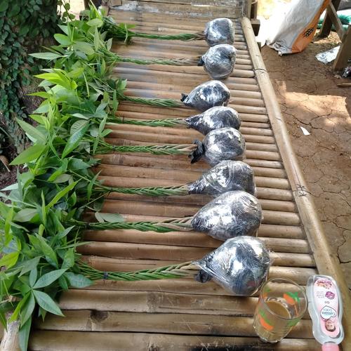 Jual pohon pacira kepang 9 batang - Kab. Bogor - Aida Flower | Tokopedia