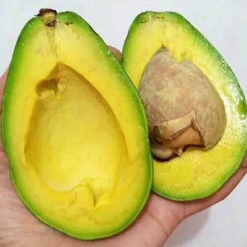 Jual BUAH ALPUKAT MENTEGA 1 KG - Jakarta Selatan - Keanu Fruits | Tokopedia