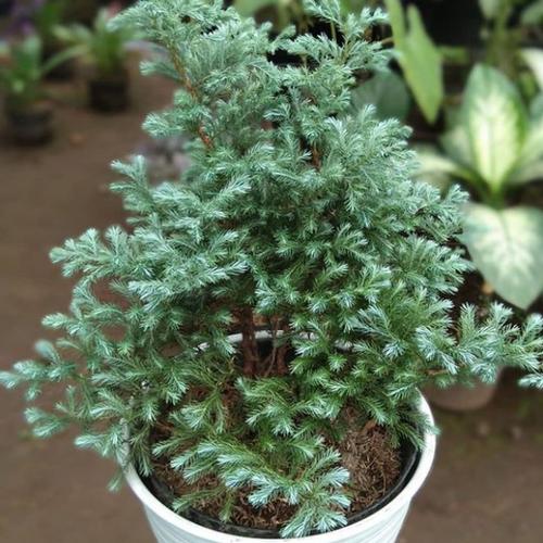 Jual tanaman hias cemara salju+pot. - Kab. Bogor - MALA TAMAN | Tokopedia