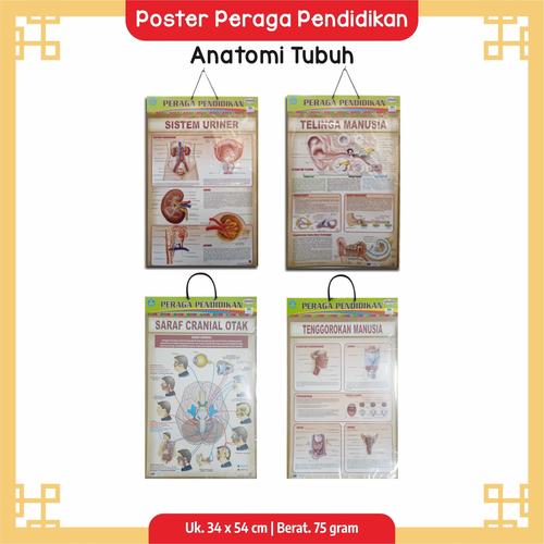Jual POSTER PERAGA PENDIDIKAN SERI ANATOMI TUBUH 4 PUSTAKA BARU PRESS ...