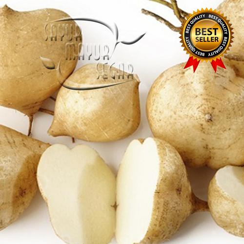 Jual Buah Bengkoang / Bengkuang Segar - 1 kg - Jakarta Timur ...