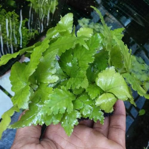 Jual Bolbitis heteroclita Broadleaf Tanaman Aquascape - Hiasan Aquarium ...