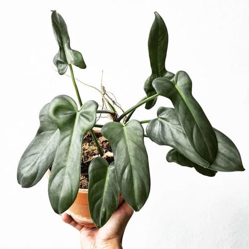 Jual PHILODENDRON BIPENNIFOLIUM philo bipennifolium - tanaman philo ...