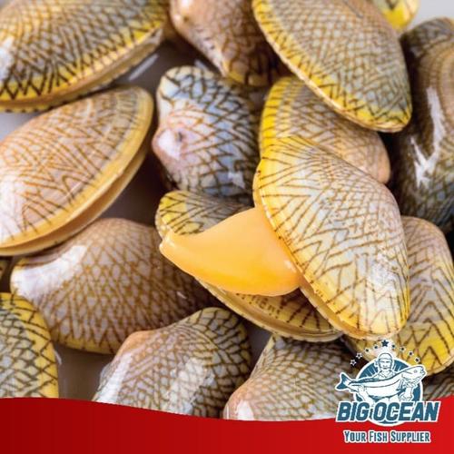 Jual Kerang Batik Besar Frozen Premium Pilihan @1kg - Jakarta Barat ...