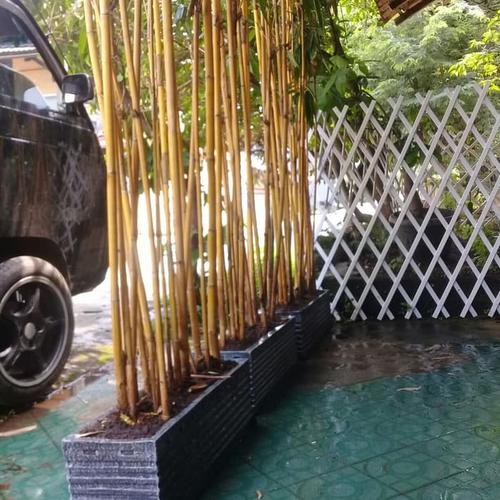 Jual bambu kuning/bambu panda/tanaman pagar /tanaman pagar terbaik ...