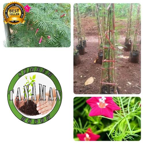 Jual BIBIT POHON TANAMAN DAUN BUNGA RINCIK BUMI / SONGGO LANGIT - Kab ...