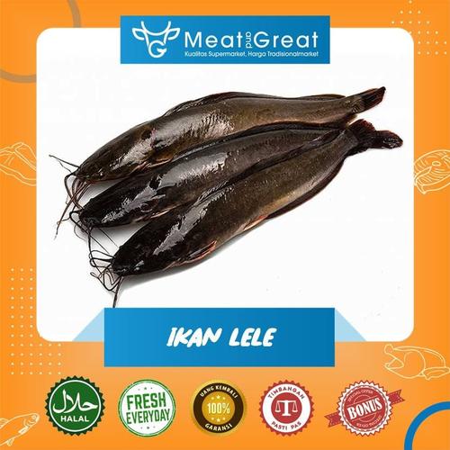 Jual Ikan Lele Segar hidup / bersih 1kg 500gr - 1kg - Kab. Badung ...