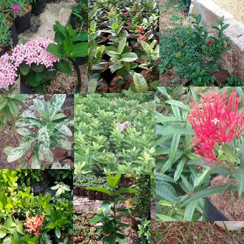 Jual paket tanaman asoka 8 jenis - Kab. Bogor - dastin taman hias ...