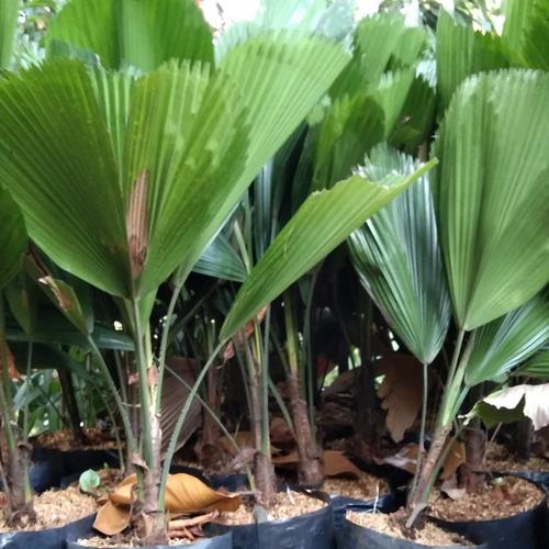 Jual Pritchardia Pacifica fiji fan atau palm kol - Kab. Bogor ...