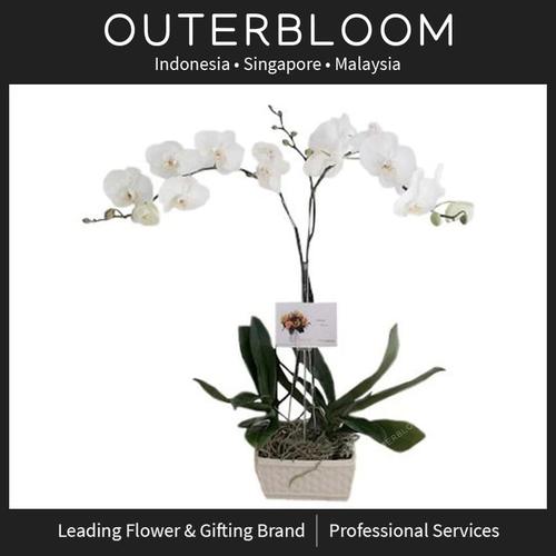 Promo Bunga Meja Tamu - 2 Stem Of White Phalaenopsis Orchid In Vase ...