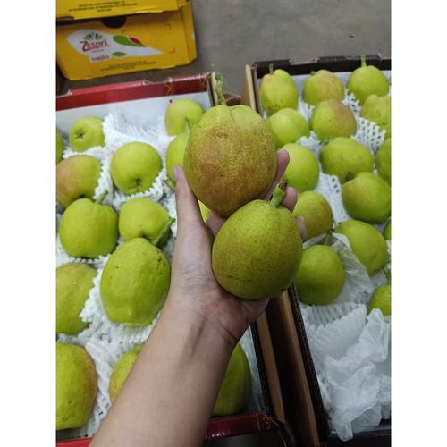 Jual Buah Pear Pir Xiangli 1 Dus (7 KG) Fresh Import - Jakarta Utara ...