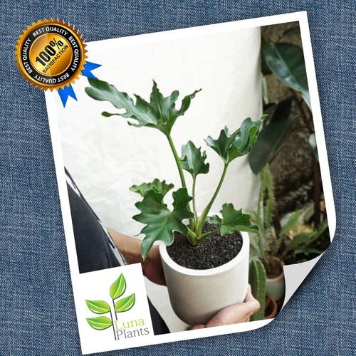 Jual Tanaman hias monstera jari \ tanaman hias philodendron jari - Kab ...