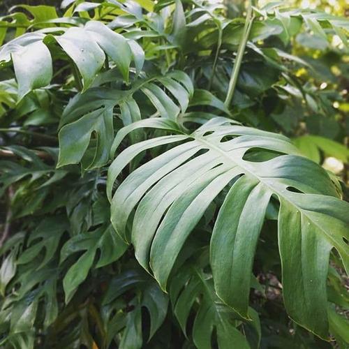Jual Daun Ekor Naga Epipremnum pinnatum ( Dragon Tail ) - Kota Padang ...