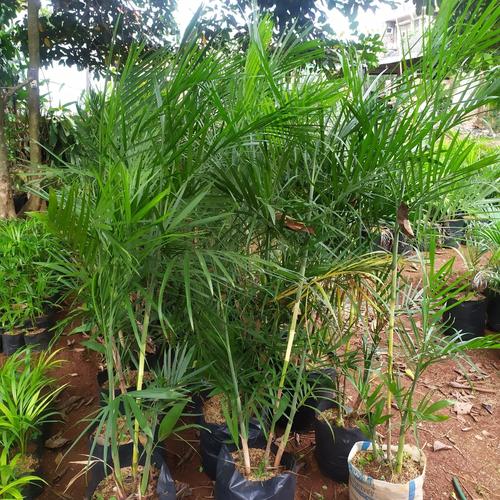 Jual pohon palem komodoria/palem bambu - Kota Bogor - EXSOTIC TAMAN ...