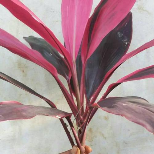 Jual Tanaman hias daun hanjuang merah andong merah pohon indoor outdoor ...