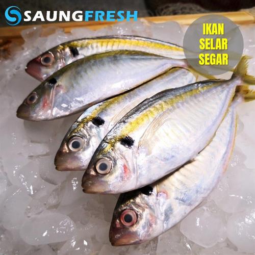 Jual Ikan Selar Segar Fresh Makanan Seafood Laut 500 gr - Kota Bekasi ...