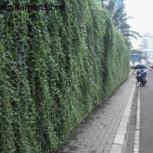 Jual Tanaman Hias Lee Kwan yew atau Li kuan yu panjang 1 meter - Kab ...