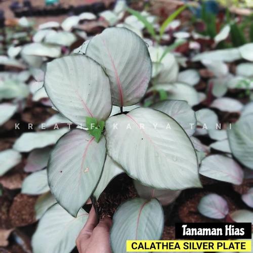 Jual Calathea silver - Calathea silver plate - Tanaman hias calathea ...