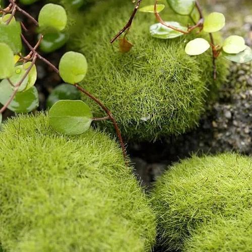 Jual Bismillah Tanaman Sintetis Aquascape Terrarium Marimo Moss Ball ...
